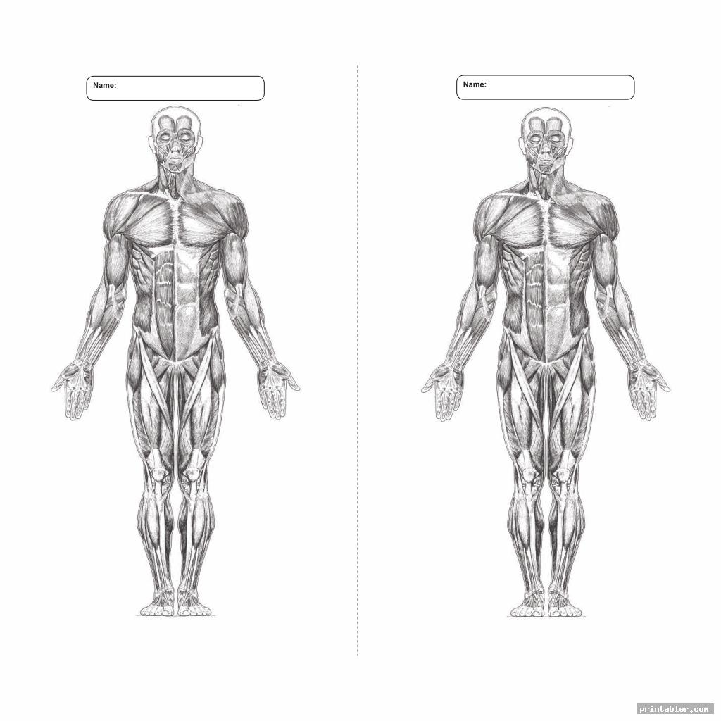 Anatomy Worksheets Muscles Free Download Goodimg co Anatomy Worksheets Muscles Free Download Goodimg co